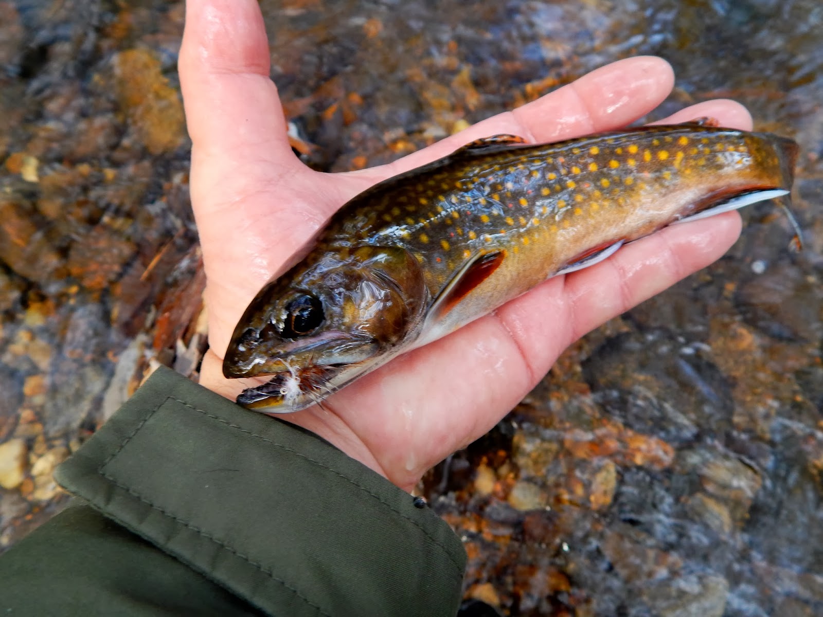 Small Stream Reflections: A small stream, brook trout, and dry flies.