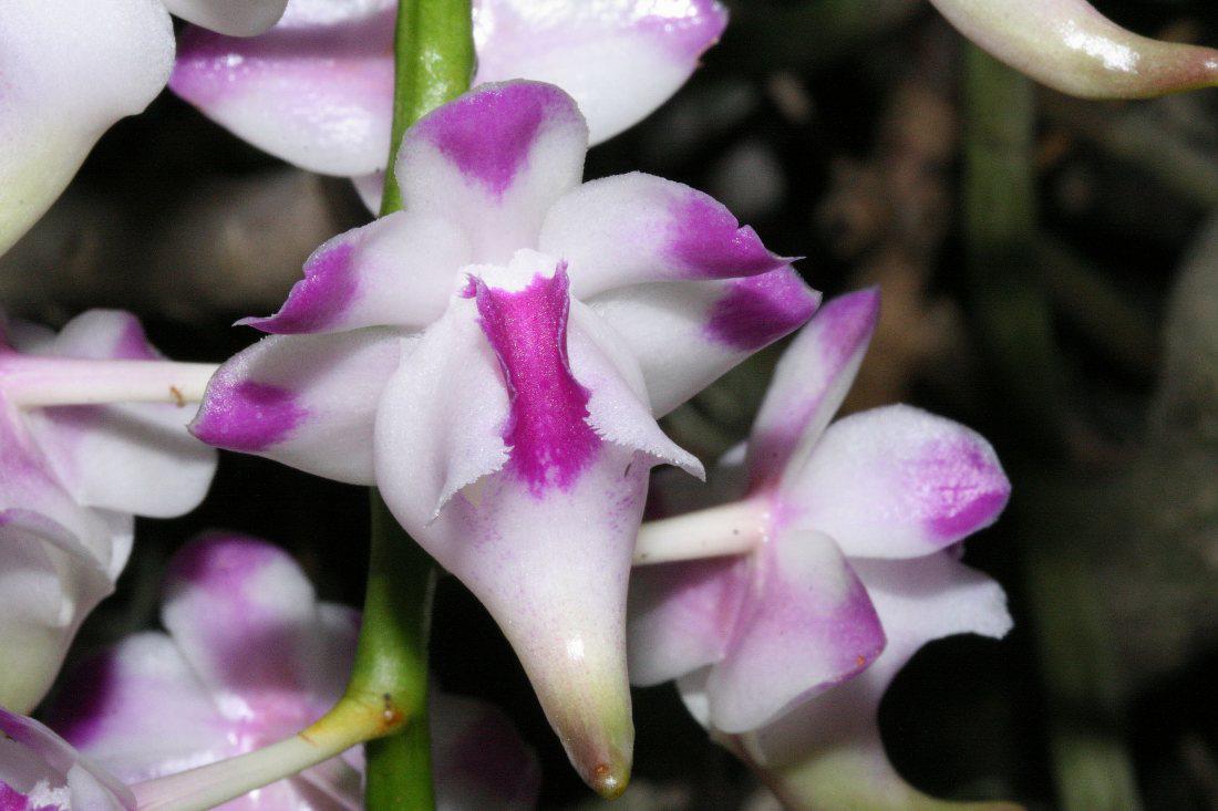 Grow and care Aerides orchids - Cat's-tail orchids - Fox brush orchids ...