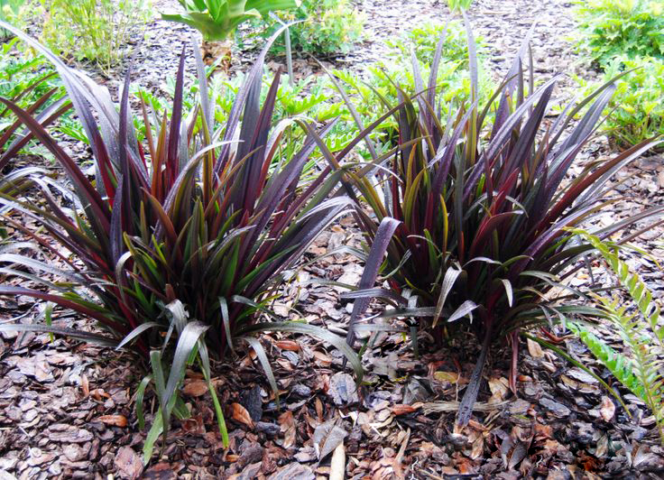 Crinum 'Menehune' - O Crino Anão Roxo | CirculodoVerde