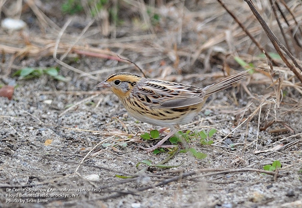 The City Birder: A Rare Sparrow for Brooklyn