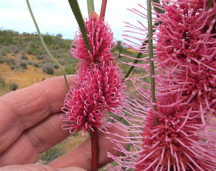 Esperance Wildflowers: Grass Leaf Hakea - Hakea multilineata