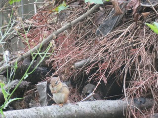 The Contented Naturalist: Create Shelter: Build a Log Pile for Wildlife