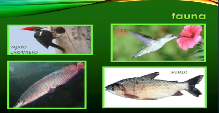 Ecorregión selva alta : CONOCIENDO LA SELVA DEL PERÚ