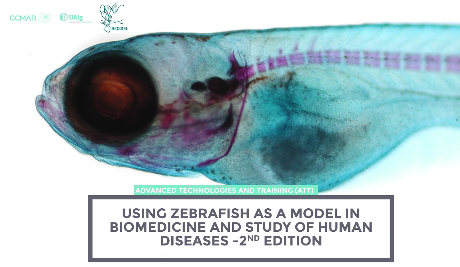 Acuicultura, Fisiología y Reproducción: Curso sobre el uso de zebrafish