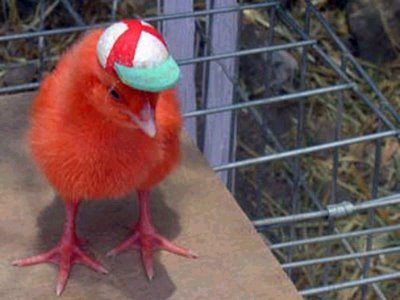 GOLDKAIZER FILMS: UN BUEN OTAKU NO COMPRA POLLITOS PINTADOS.