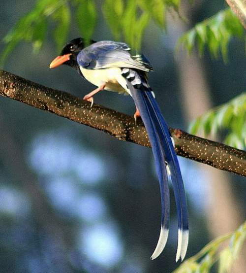Yellow-billed blue magpie | Birds of India | Bird World