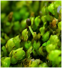 Klasifikasi Tumbuhan Lumut dan Tumbuhan Paku