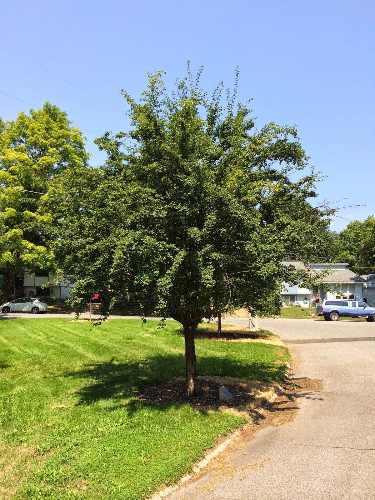Trees of Santa Cruz County: Crataegus laevigata 'Paul's Scarlet' - Paul ...