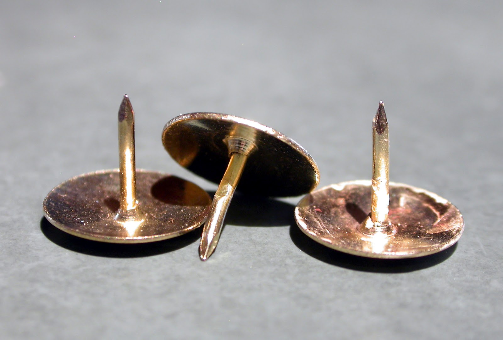 ¿El género correcto es el chinche o la chinche?