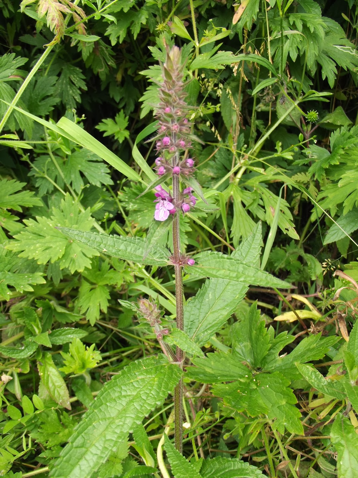 Endon Wildlife: Will the "improvements" to the Caldon Canal towpath ...