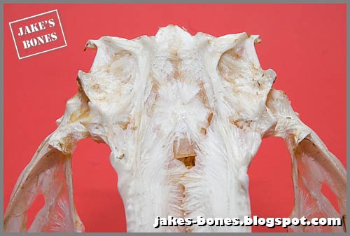 The monkfish skull and my new fish skull : Jake's Bones