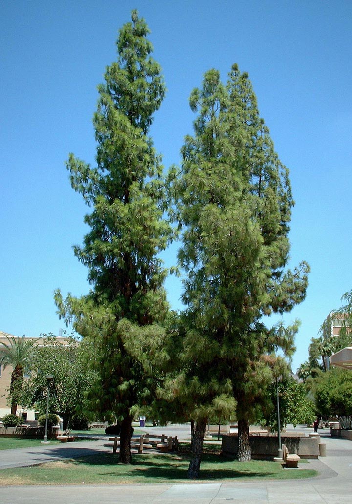 Canary Island Trees