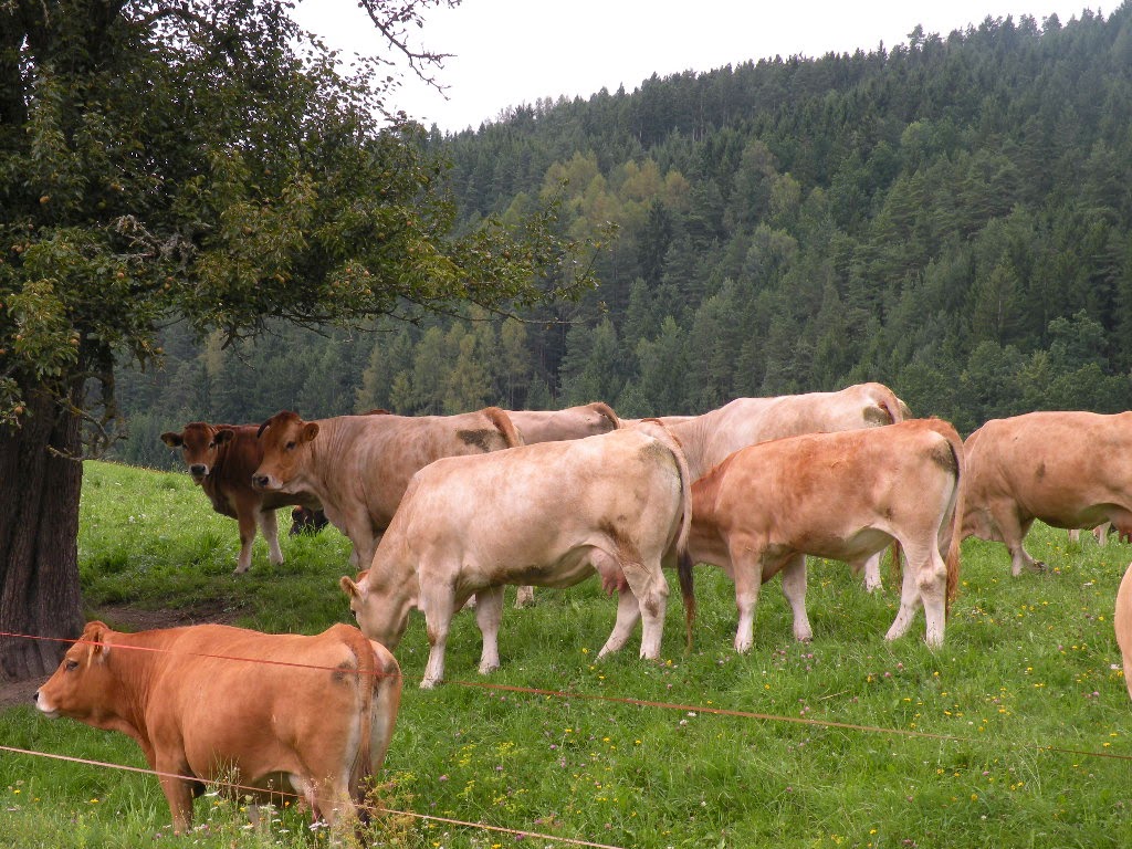 Vachement belles: Vaches simmentals dans la région de la Mühl - Autriche