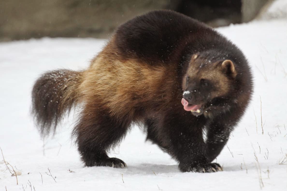 AVEEK- Blogs: Wolverine