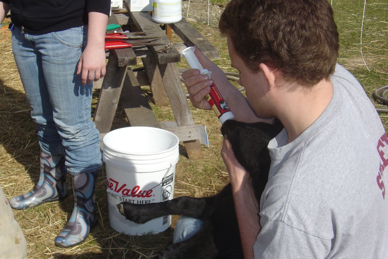 Sustainability Thought and Deed: Sheep school
