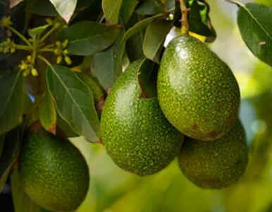 FLORESBELLO: 13. ABACATEIRO (Persea Americana)