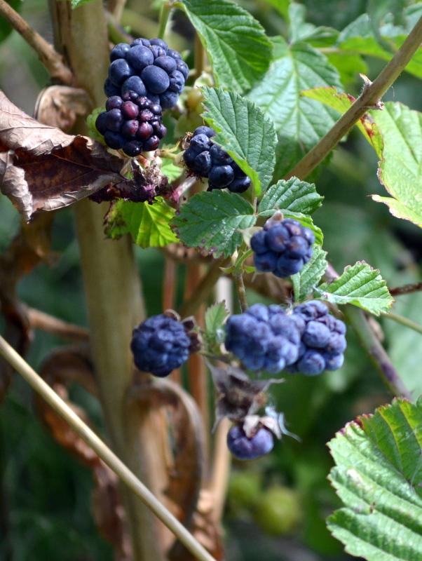EN EL MONCAYO: Zarza Pajarera (Rubus caesius )