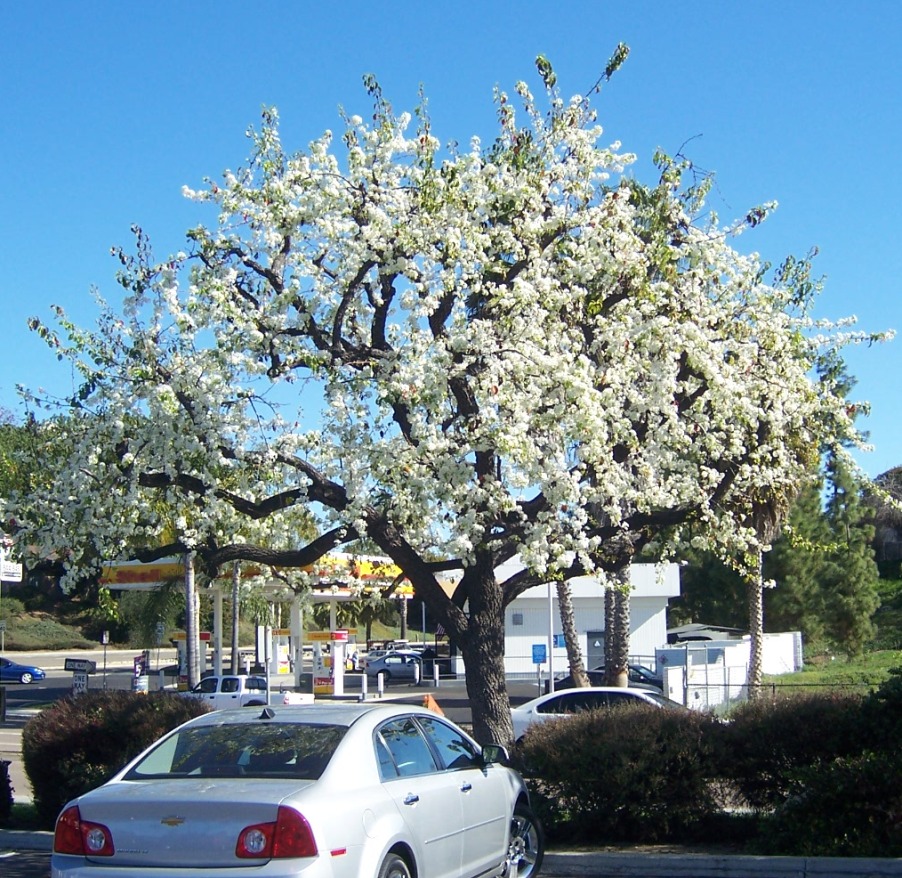 The 2 Minute Gardener: Photo - Evergreen Pear (Pyrus kawakamii)