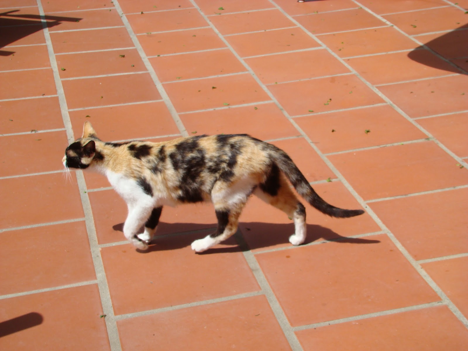 Histórias do Lobo e da Avózinha: Gatos tricolores