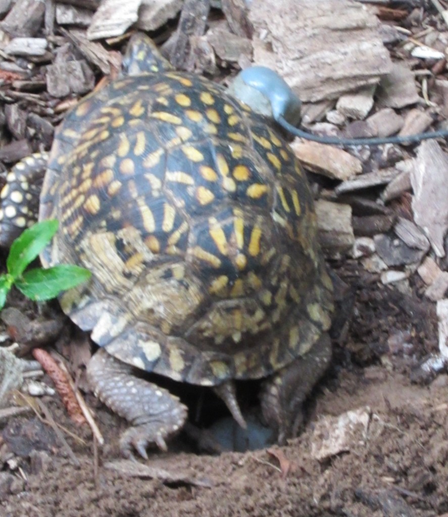 Kalysha Clark: Box Turtle Nest and Cage
