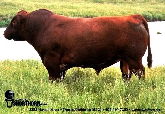 Harianto Arbi Blogger: Bangsa-Bangsa Sapi Didunia