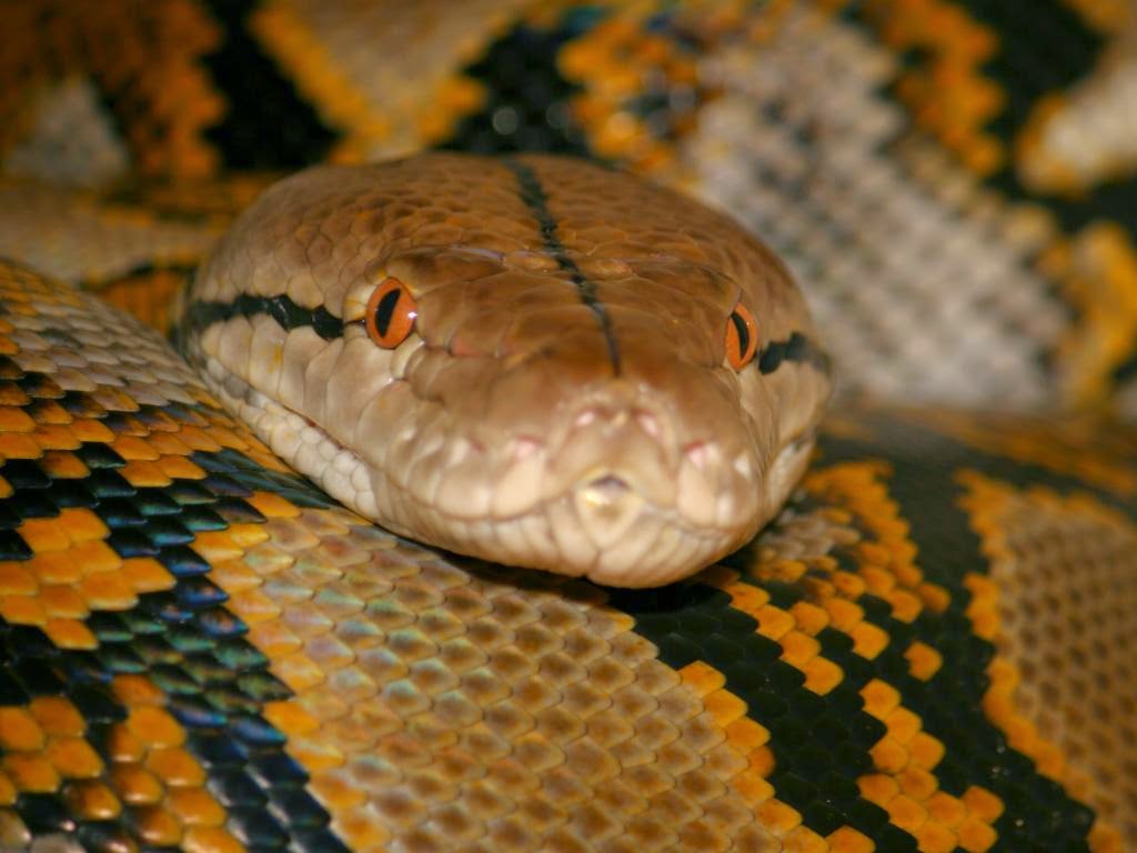 Biologia-Vida: Píton reticulada: a mais comprida serpente do mundo ...