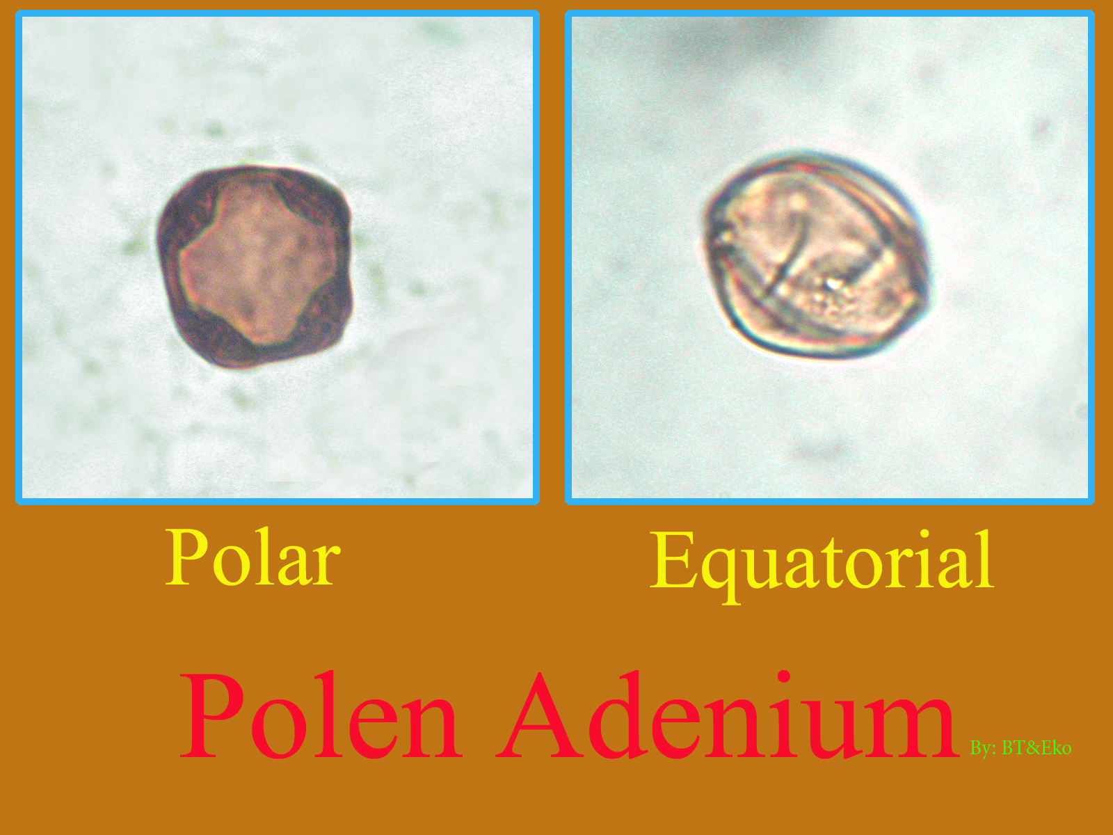 biojojo: Pembuatan Preparat Polen Bunga