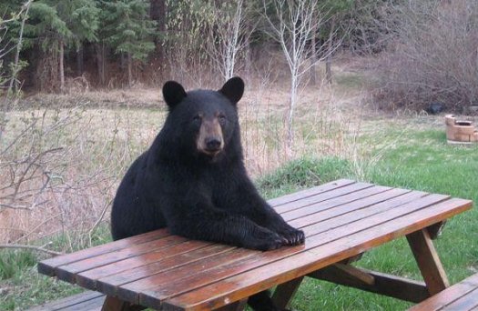 Funny American Black Bear Pictures | Funny Animals