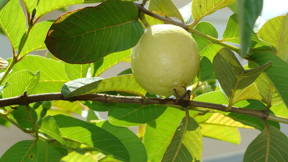 DIÁRIO COM A NATUREZA: 14 DE JUNHO - GOIABEIRA - GOIABA - FRUTA - FLOR ...