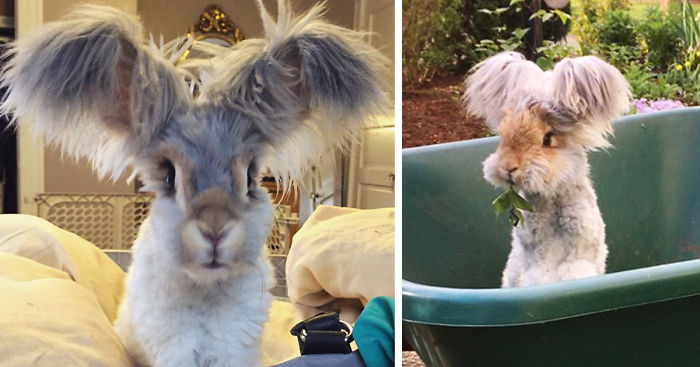 Meet Wally, The Bunny With The Biggest Wing-Like Ears
