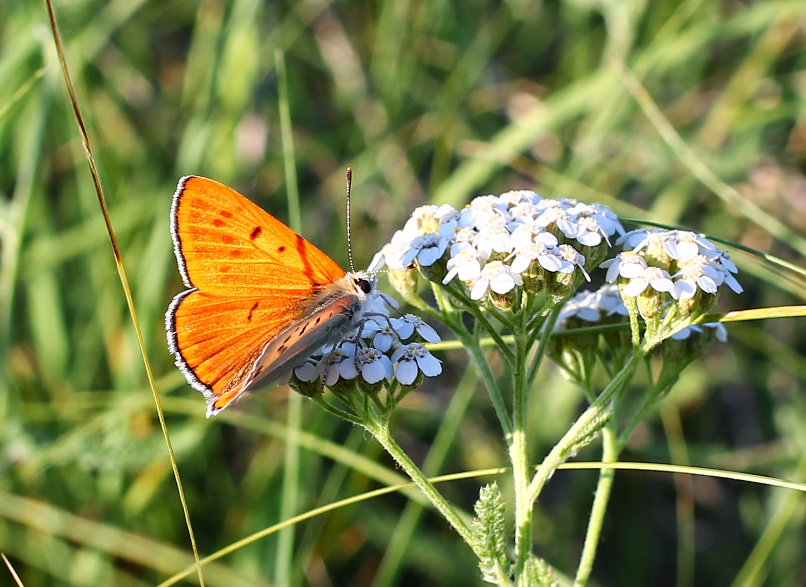 Claire M. Curry: Ruddy Copper butterfly