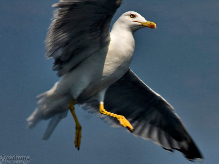 Photographis: Jonathan Livingston Seagull - by Richard Bach