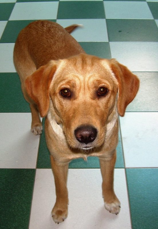 mispequeñosgigantesde4patas-2: NORAY Y CANELA, LABRADORAS DE 8 MESES EN ...