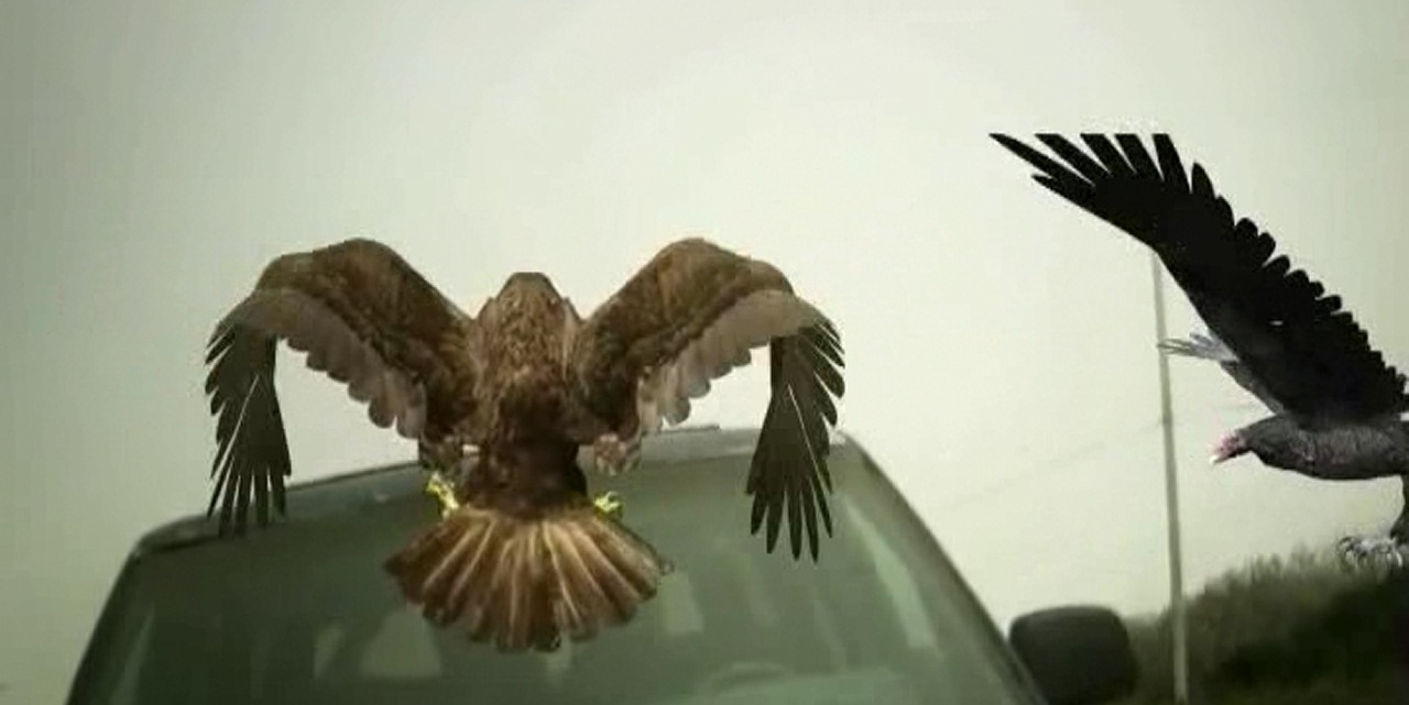 A Field Guide To Doomsday: Spawn Of Devastation Drive-In — 'Birdemic ...