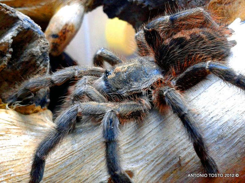 Dominican Spiders: Theraphosidae, Avicularia rickwesti