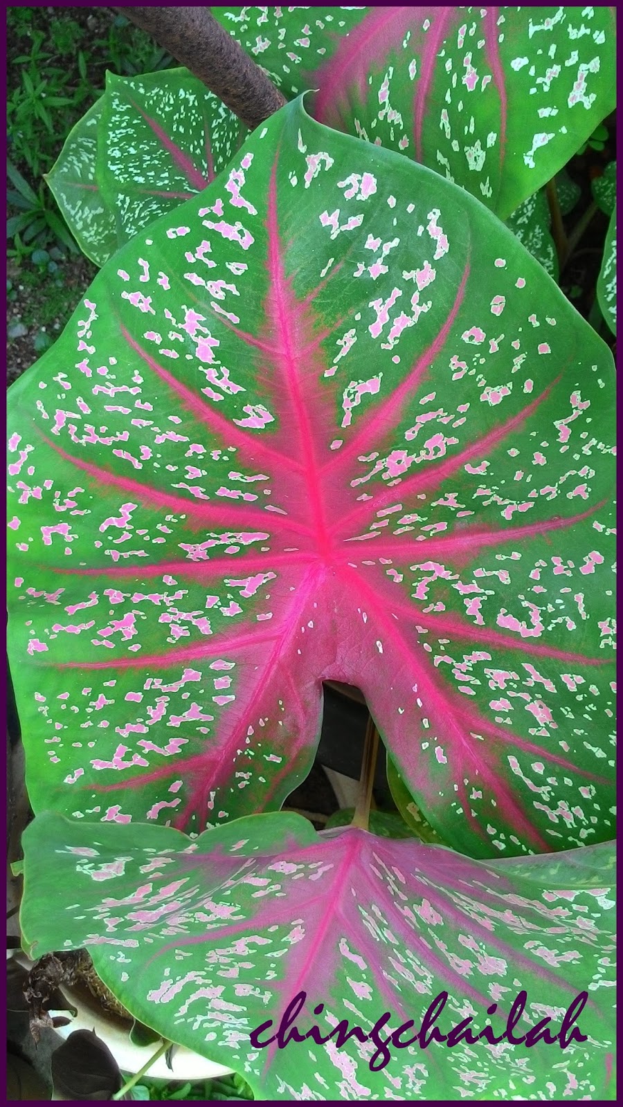 Simple Living In Nancy: Growing Colourful, Exotic Caladiums In My Garden #2