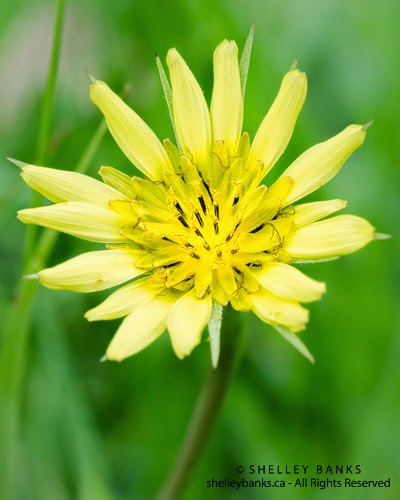 Prairie Wildflowers: Yellow