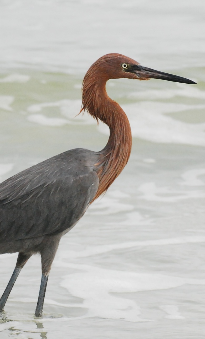Bosque despierto: Garceta rojiza