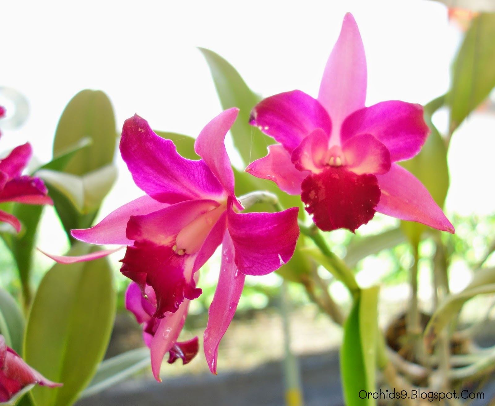 Orchids Flowers Pictures Bulbophyllum Vanda Cattleya Cymbidium ...
