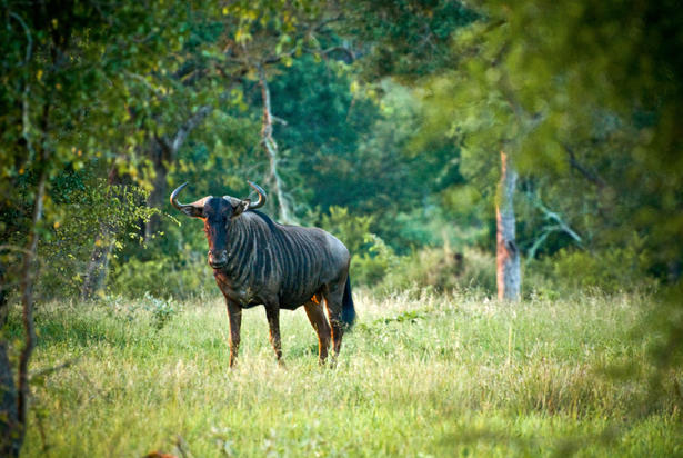 Wildebeests Facts And Pictures | All Wildlife Photographs