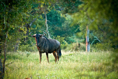 Wildebeests Facts And Pictures | All Wildlife Photographs