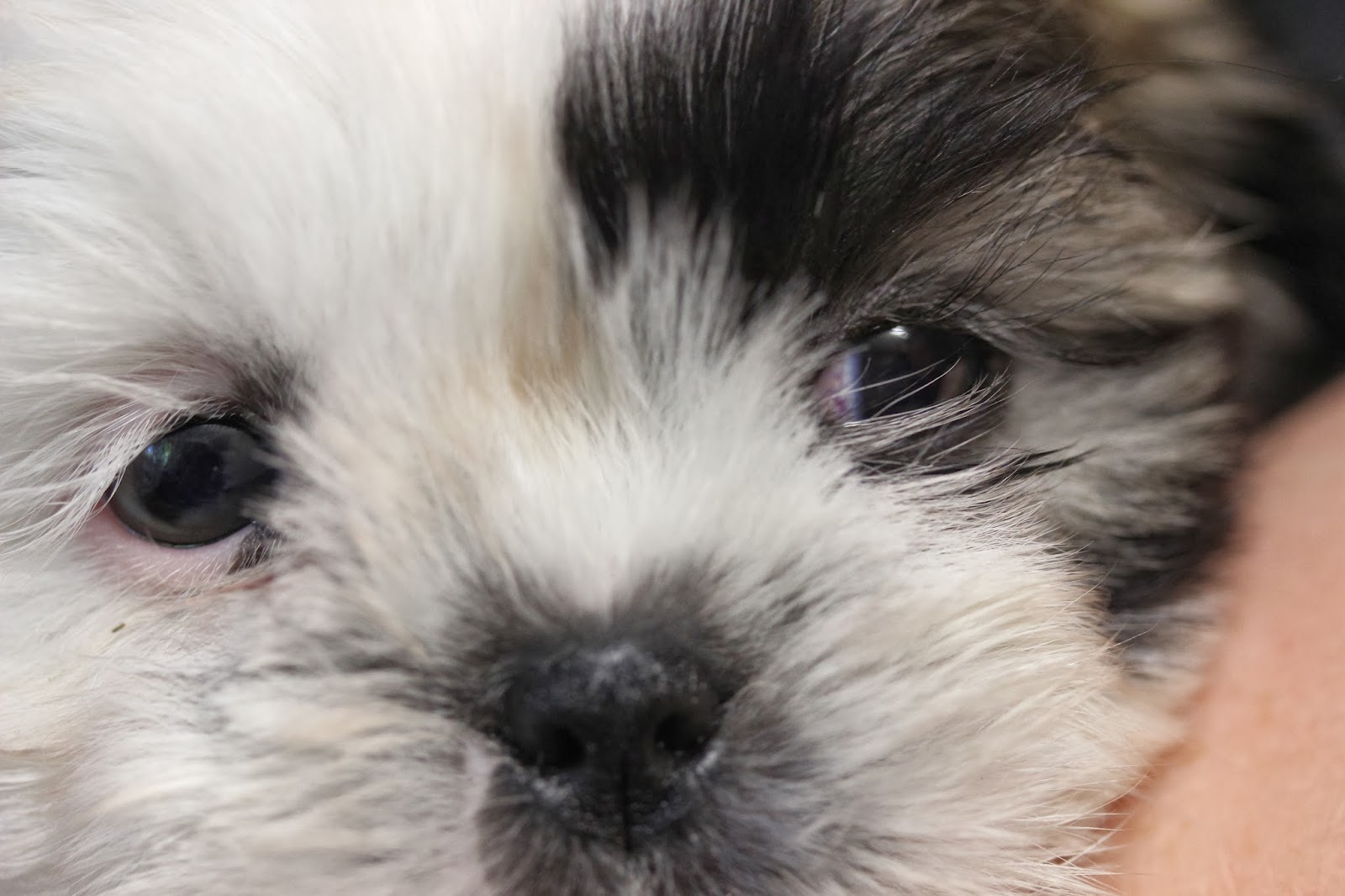 Tarry Home Tzus: the home of the Chinese Chrysanthemum Dog