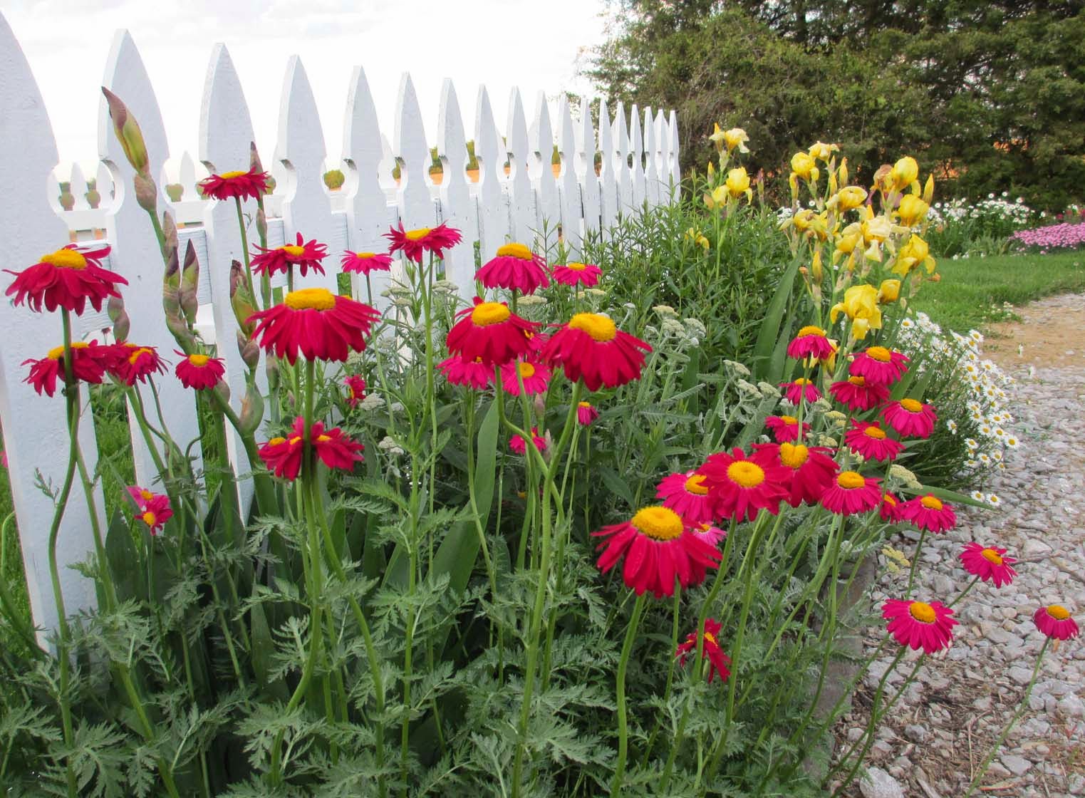 Garden Fancy: May Flowers and May Showers