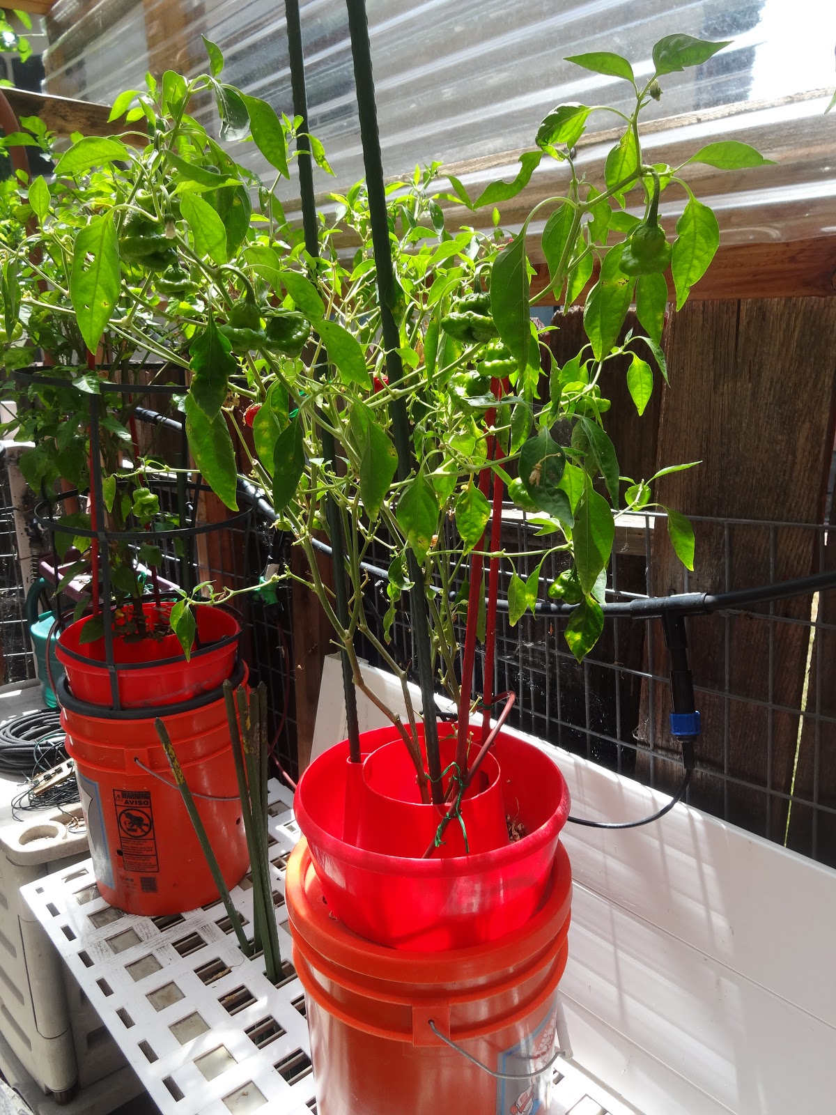 The Scientific Gardener: Sam's Garden