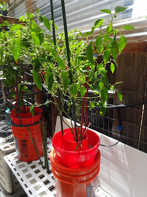 The Scientific Gardener: Sam's Garden