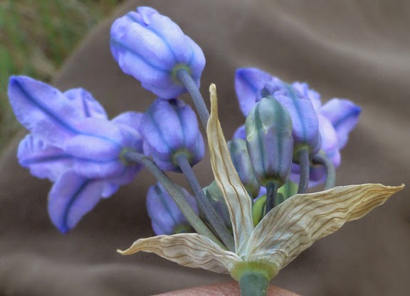 Slatsz' plant photo-biography: Triteleia grandiflora - large flowered ...