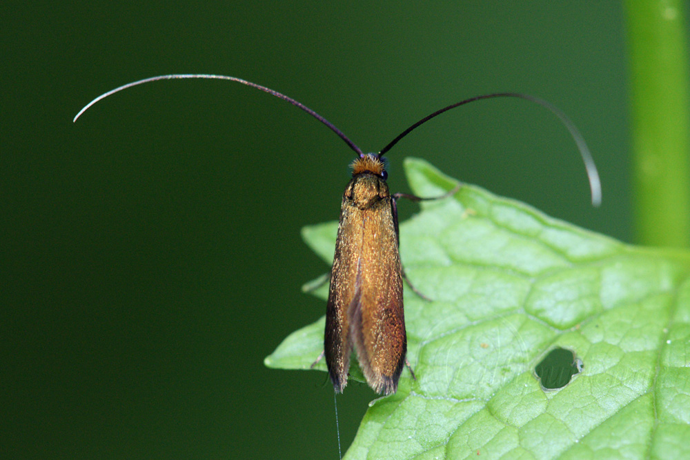 Photo Nature Lilliputienne (macrophotographies): Cauchas rufimitrella ...
