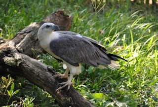 Fauna Indoneisa: JENIS-JENIS ELANG DI INDONESIA