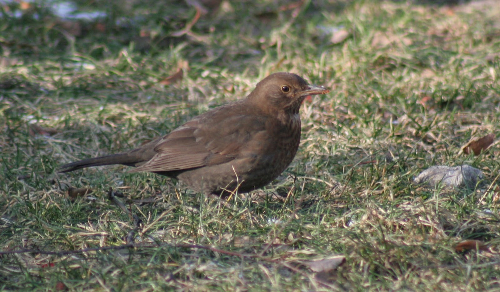 Las Mira: Czarny śpiewak - Kos
