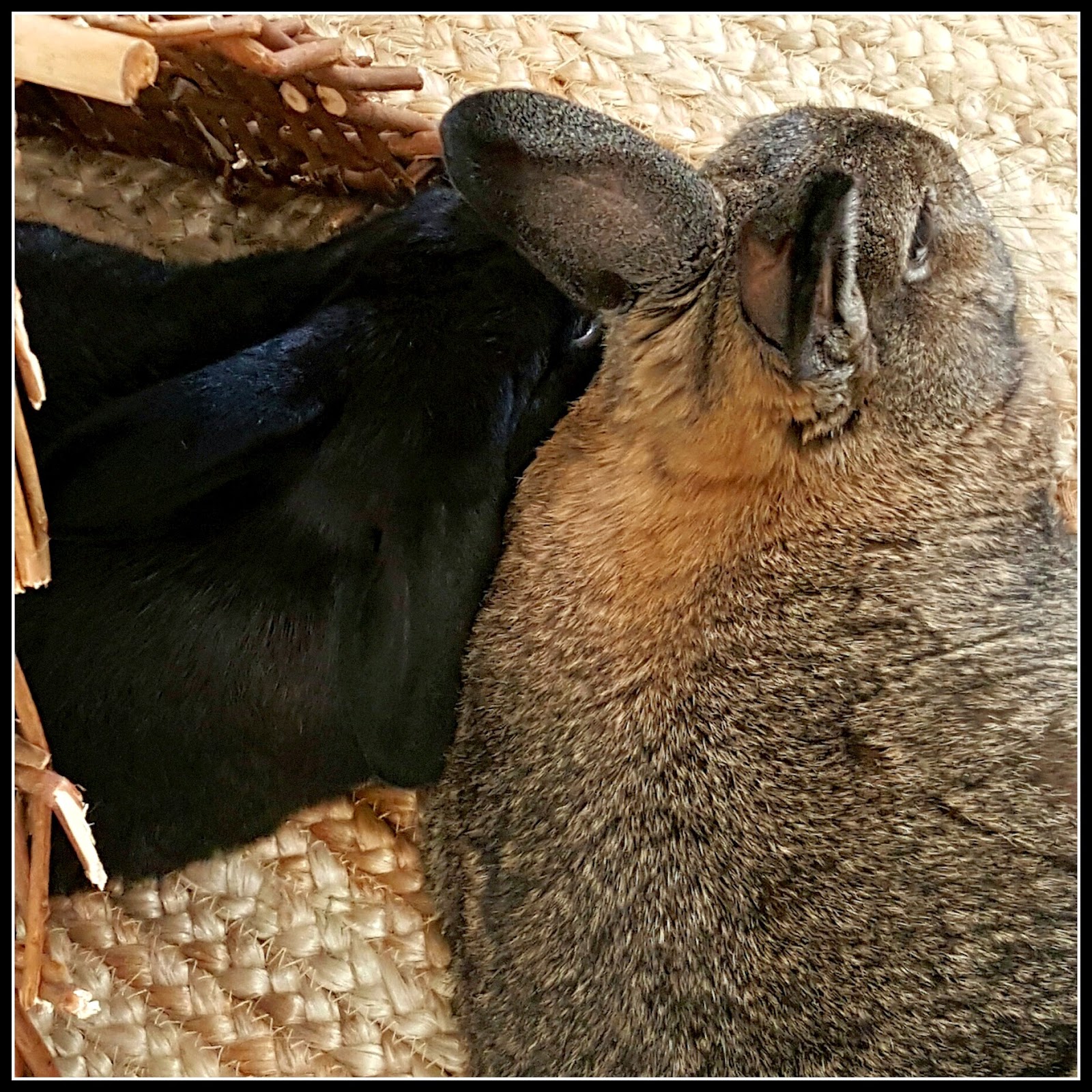 Tales from The Raspberry Rabbits: Love Grows...